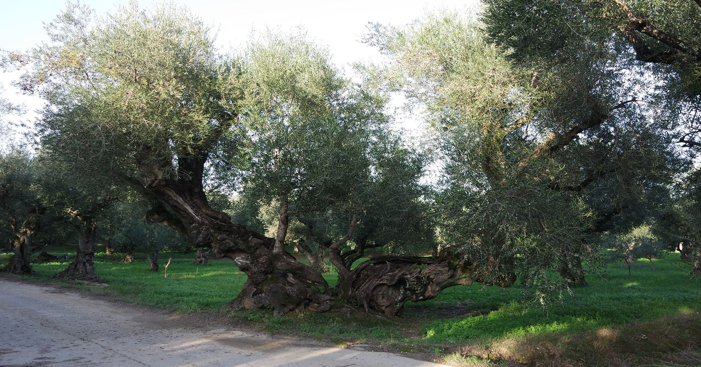 Maslinul: un arbore remarcabil